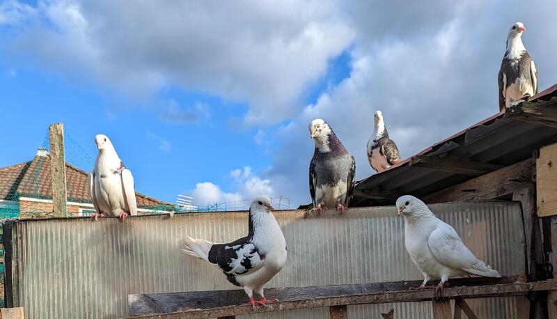 Pigeons for sale | Birdtrader