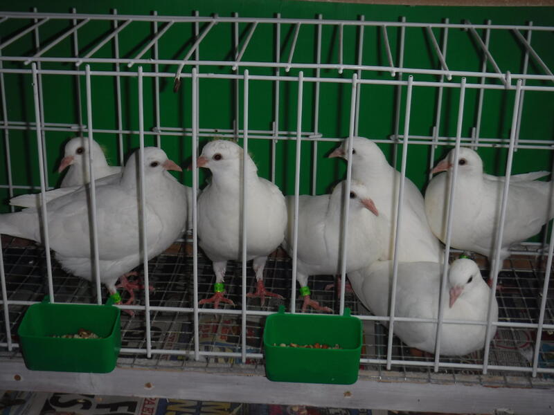 Pure White Busschaert Racing Pigeons | Birdtrader
