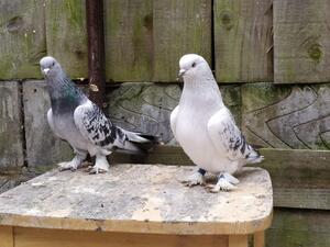 TURKISH TAKLA SHOW QUALITY BIRDS | Birdtrader