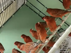 Canaries for sale | Birdtrader