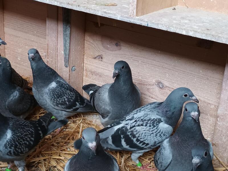 2023 Racing Pigeons for sale - Squeakers - Eye Suffolk | Birdtrader