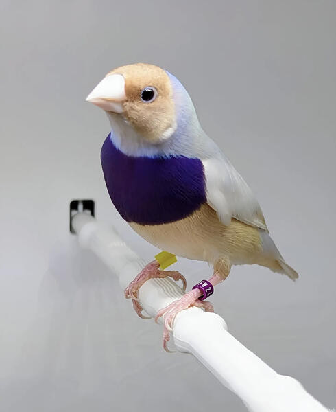 Male Adult Silver Gouldian Finch for Sale Birdtrader