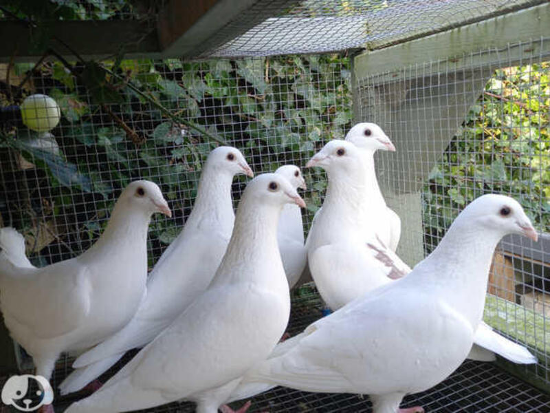 LONG DISTANCE PURE WHITE LOGAN RACING PIGEONS FOR SALE | Birdtrader