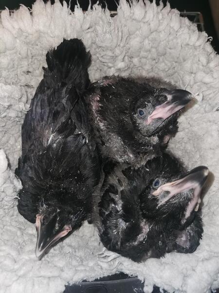 Raven chicks hand reared | Birdtrader