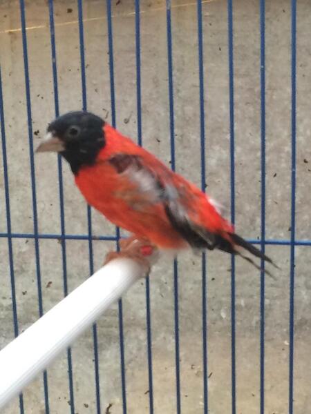 RED SISKIN CLASSIC AND DILUTED | Birdtrader