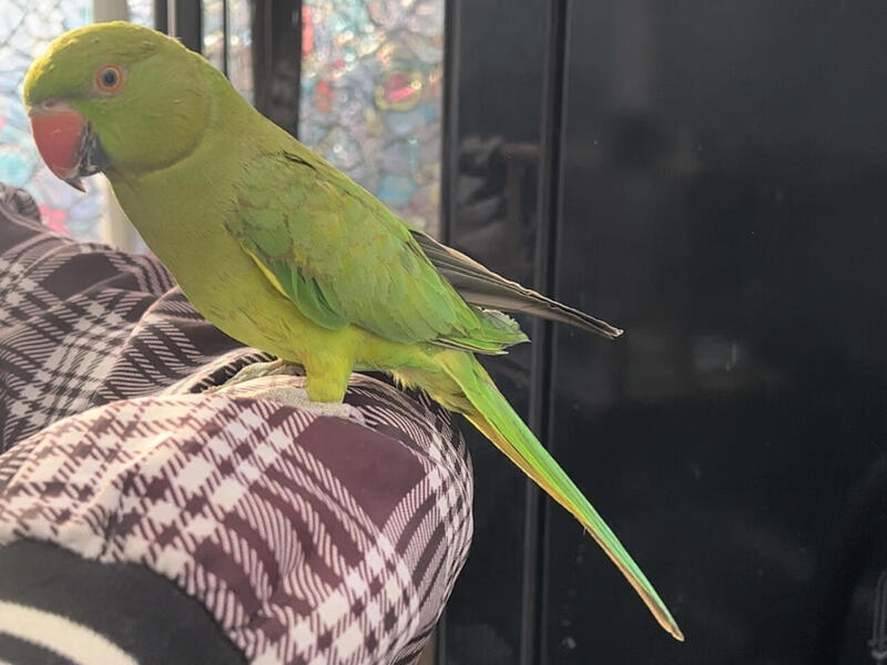 HAND TAME INDIAN RINGNECK PARROT FOR SALE | Birdtrader