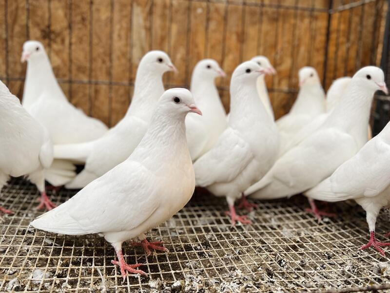 PURE WHITE GARDEN STRAIGHT TAIL DOVES | Birdtrader