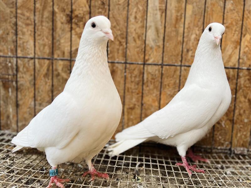 PURE WHITE GARDEN STRAIGHT TAIL DOVES | Birdtrader