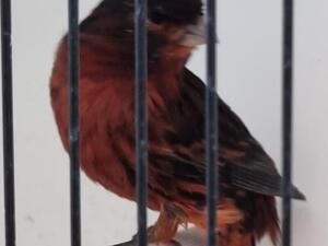 Red Mosaic Canaries | Birdtrader
