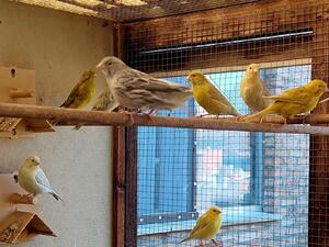 Canaries for sale | Birdtrader