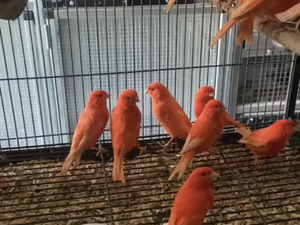Canaries for sale | Birdtrader