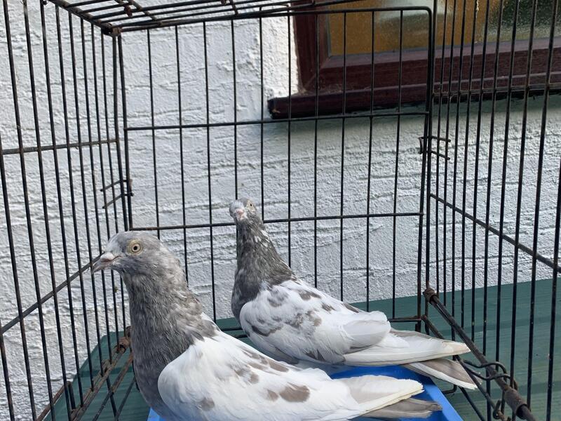 Silatay Pakistani Highflyer Breeding pair | Birdtrader