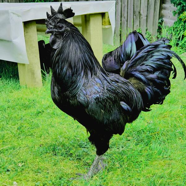 Ayam Cemani Pure Indonesian Bloodline breed x 7 for sale | Birdtrader