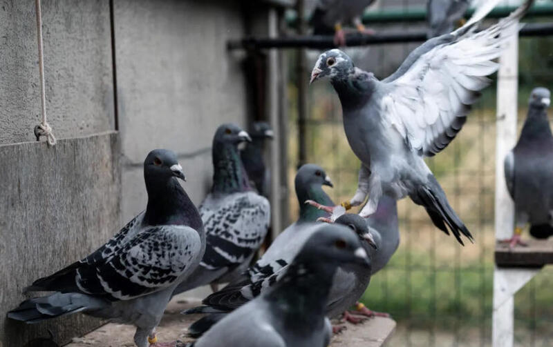 Racing pigeons free to good home | Birdtrader