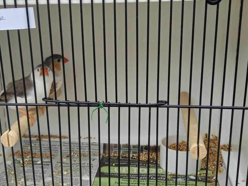 Penguin zebra finches for sale | Birdtrader
