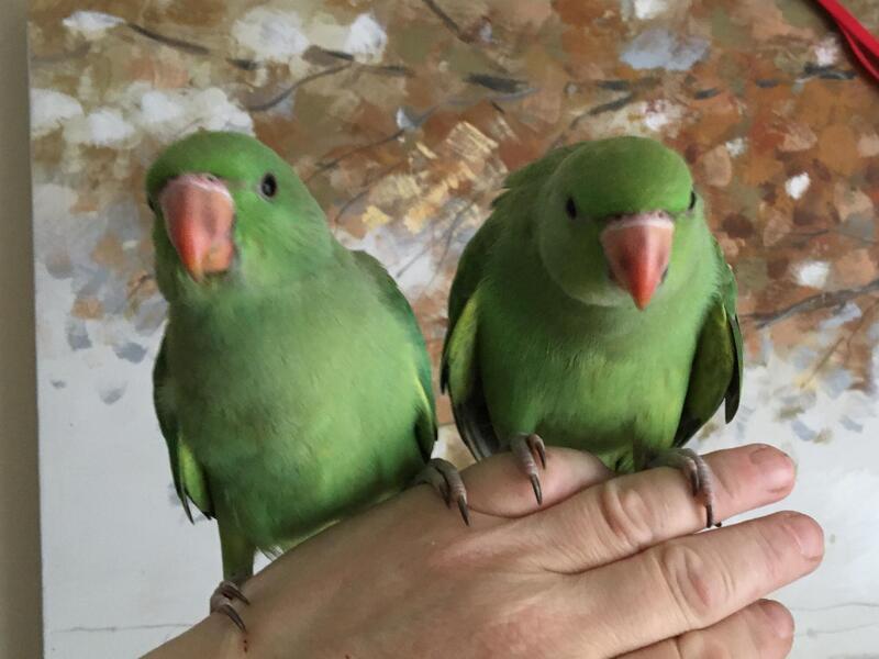 Ringneck hand reared and silly tame talking parrots | Birdtrader