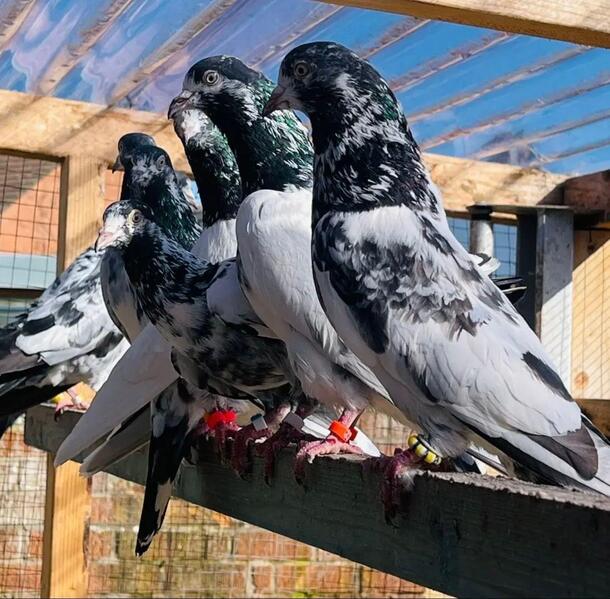 Pakistani Pure Teddy Pigeons | Birdtrader