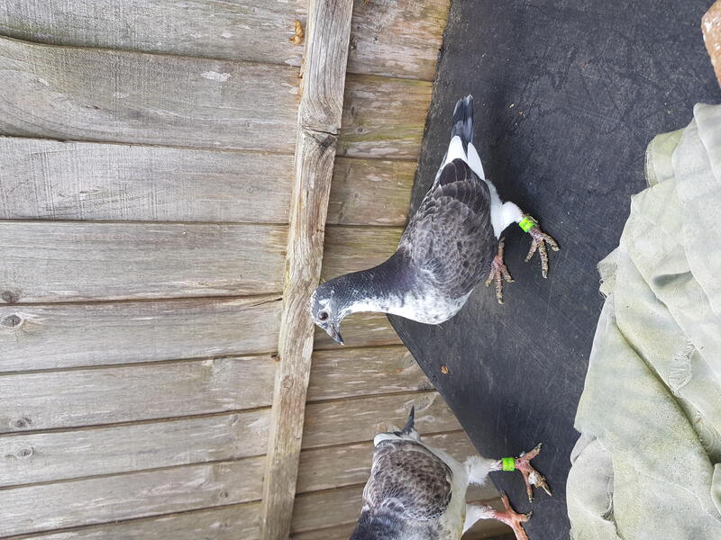 Rare colour Roland Janssen Racing Pigeons Raced to France for sale ...