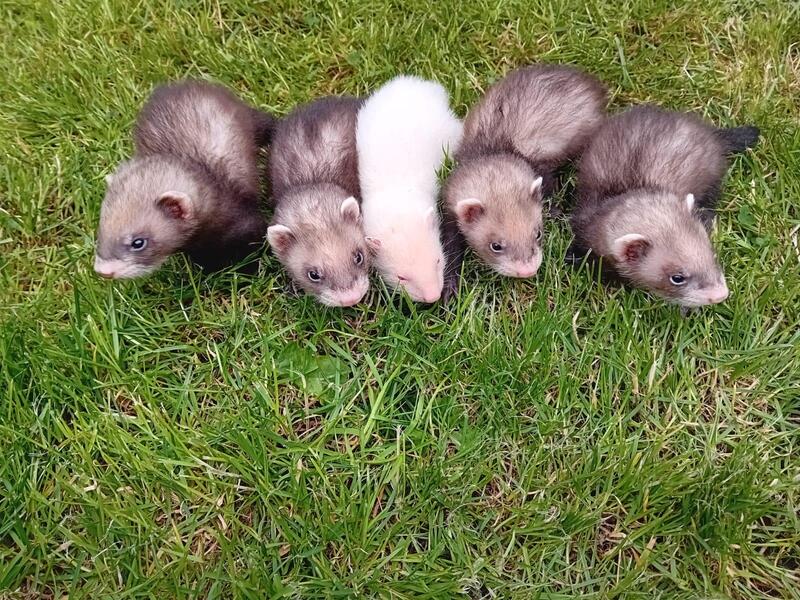Ferret kits ready now | Birdtrader