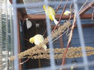 Two proven pairs of Norwich Canaries | Birdtrader