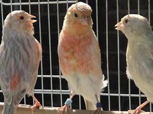 Gloster Canaries Champion breeder. | Birdtrader