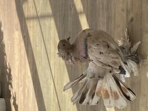 ALMOND ROLLER PIGEONS QUALITY BIRDS | Birdtrader