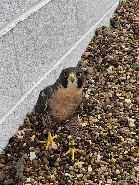 Adult Tercel Perigrine Falcon | Birdtrader