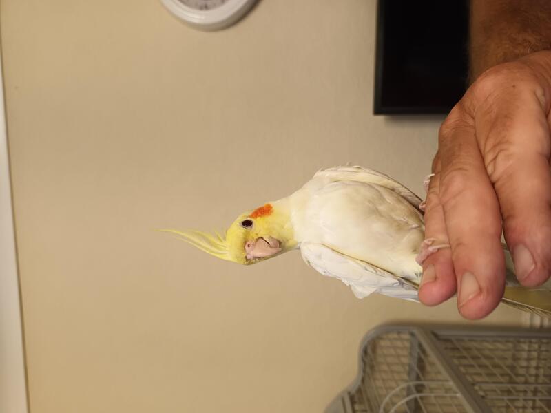 Lutino Cockatiel For Sale Birdtrader