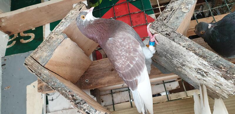 Birmingham roller Pigeons 4 sale! | Birdtrader