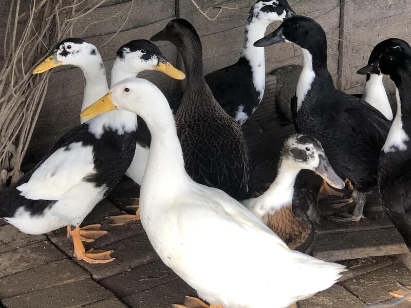 Indian Runners crossed with rare Magpies | Birdtrader