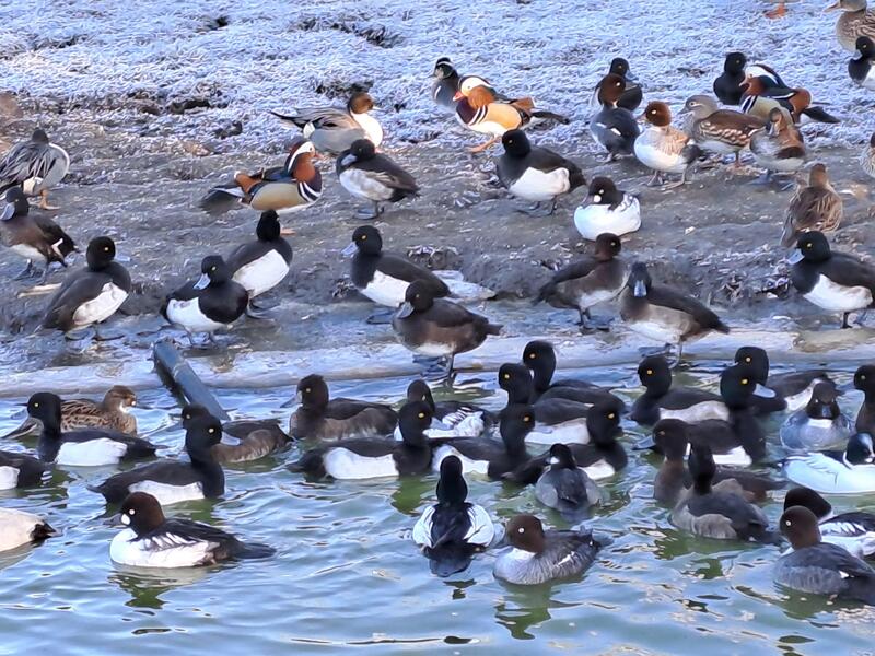 Assorted Wildfowl for sale | Birdtrader