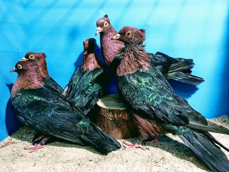 ARCHANGEL PIGEONS GREEN WINGED FOR SALE | Birdtrader