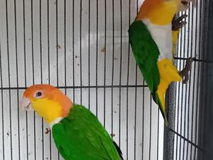 Cuddly Tame Baby Yellow Thighed Caiques for sale | Birdtrader
