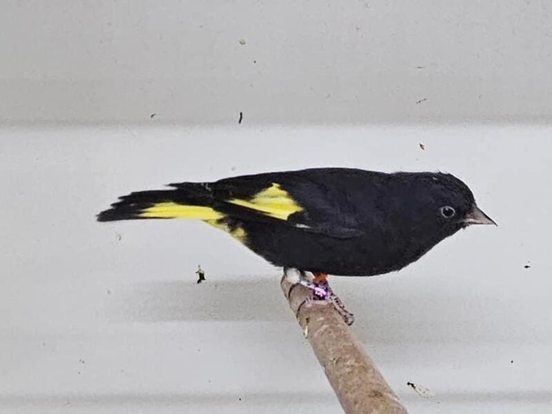 Black siskins for sale | Birdtrader