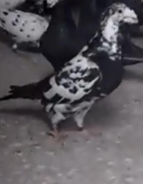 BLACK TIGER GRIZZEL RACING PIGEONS FOR SALE | Birdtrader