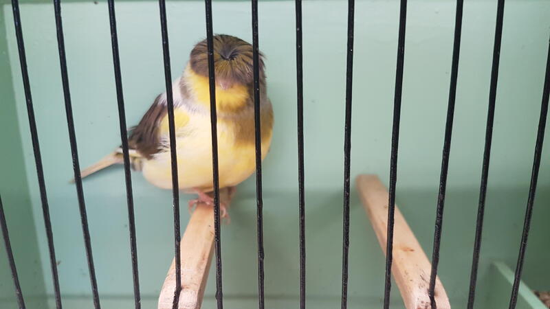 Gloster Canaries for sale | Birdtrader