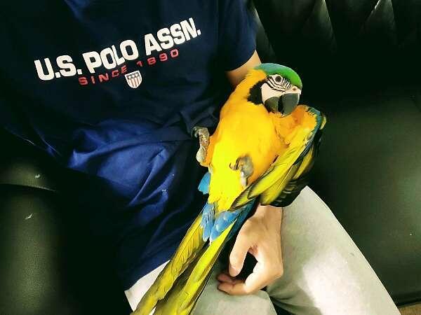 Blue & Gold Macaw Babies | Birdtrader