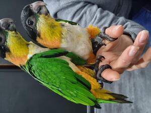 Baby Quaker talking parrots | Birdtrader