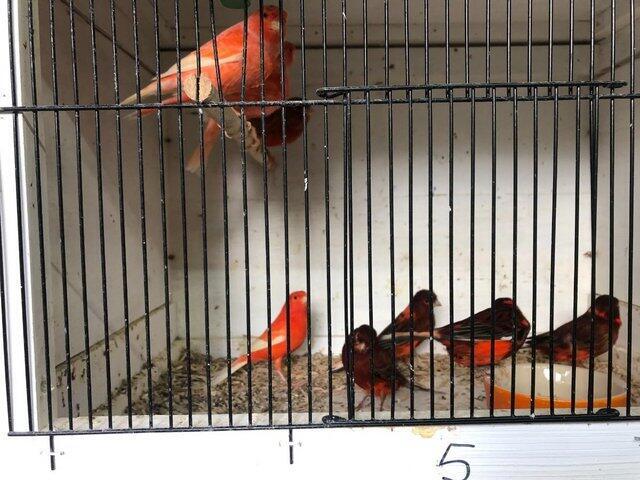 RED FACTOR CANARIES FOR SALE 2023 | Birdtrader