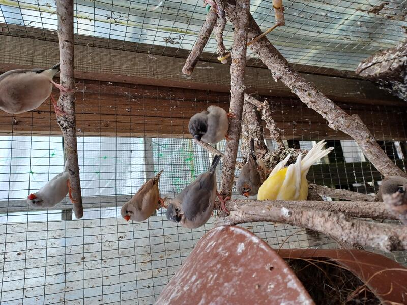 for sale 17 java sparrows | Birdtrader