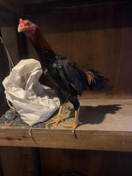 Pure Turkish Hint Aseel/Asil not Shamo | Birdtrader