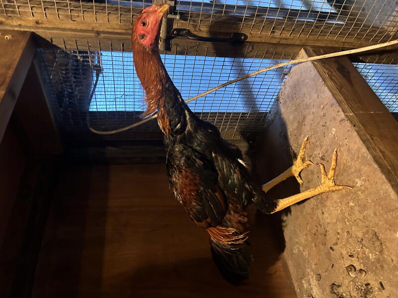 Turkish Hint Aseel/Asil x Shamo stag | Birdtrader