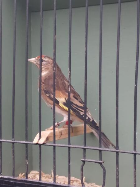 1 Hybrid goldfinch/linnet cock for sale | Birdtrader