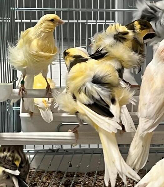Dutch frill canaries | Birdtrader