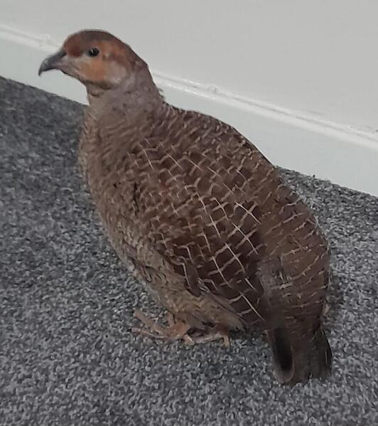 Brown Partridge - Dakni Thitar | Birdtrader