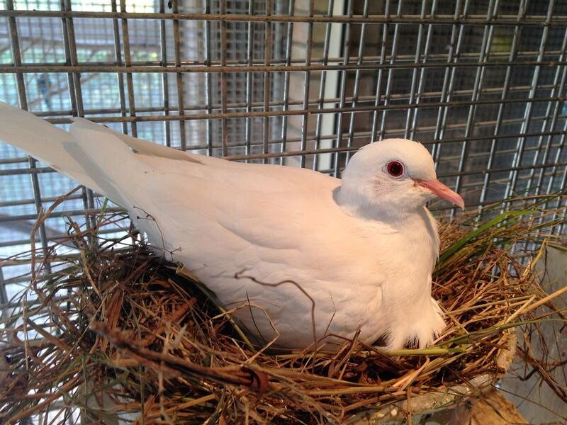 White Java & Barbary Doves for Sale. | Birdtrader
