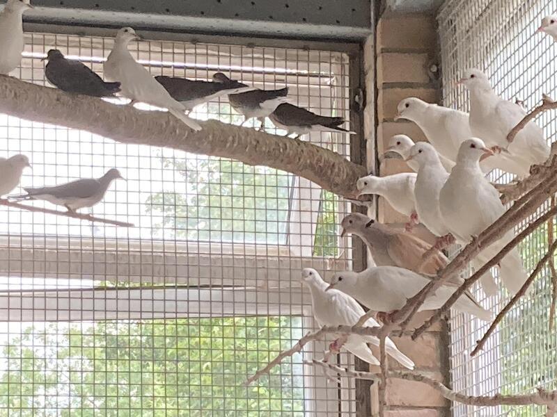 White Java & Barbary Doves for Sale. | Birdtrader