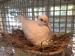 PURE WHITE GENUINE GARDEN DOVES SUITABLE FOR AVARIES DOVECOTES OR SHEDS ...