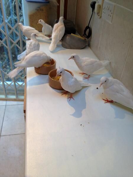 White Java & Barbary Doves for Sale. | Birdtrader