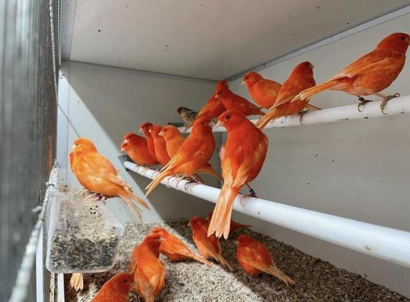 Red factor canaries for sale | Birdtrader